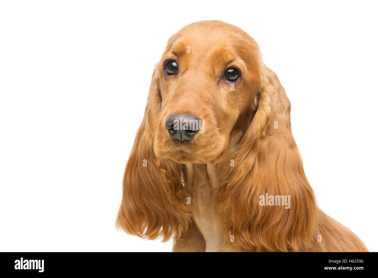 Beautiful young cocker spaniel Stock Photo - Alamy