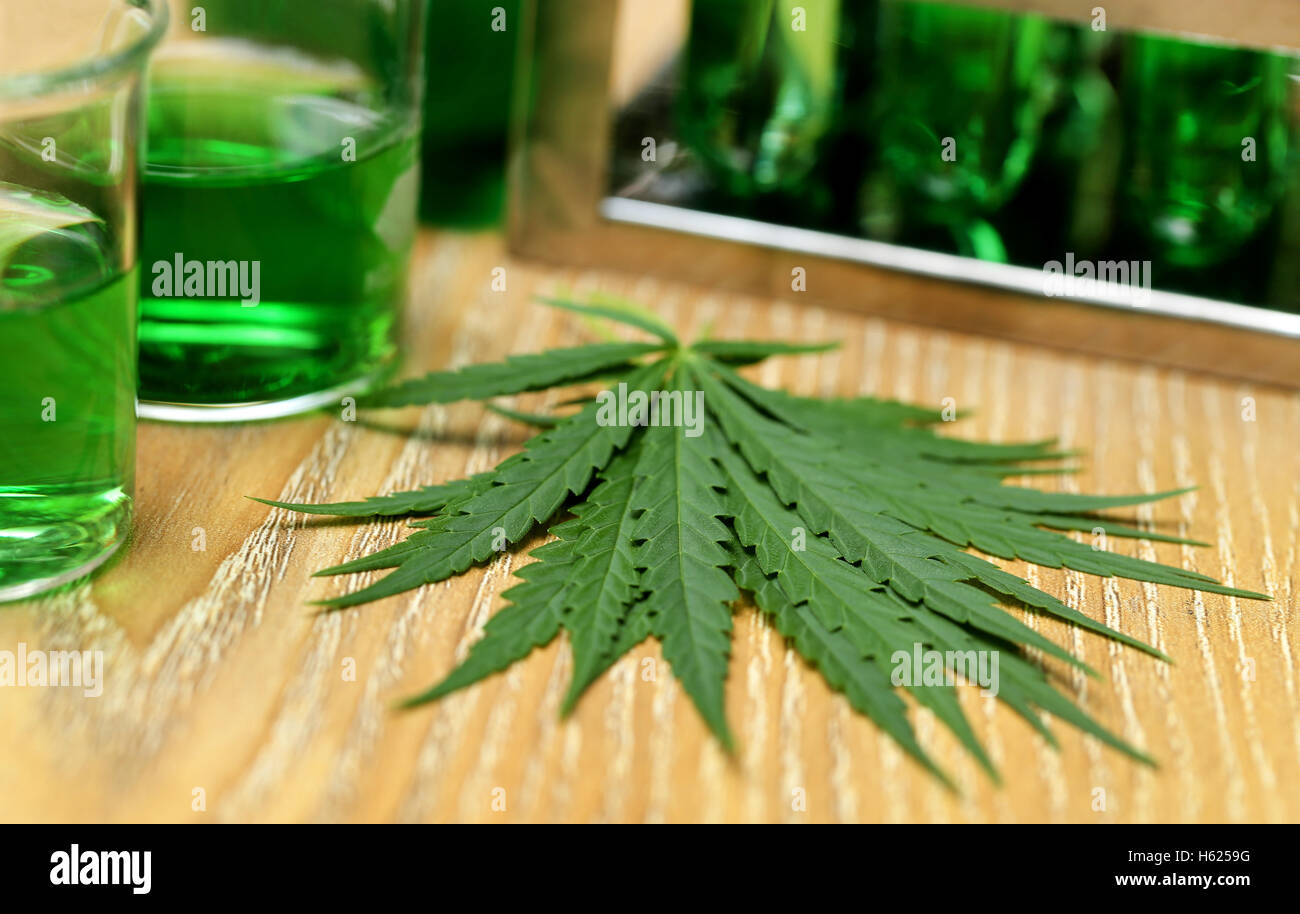 Cannabis leaves in laboratory for research Stock Photo - Alamy