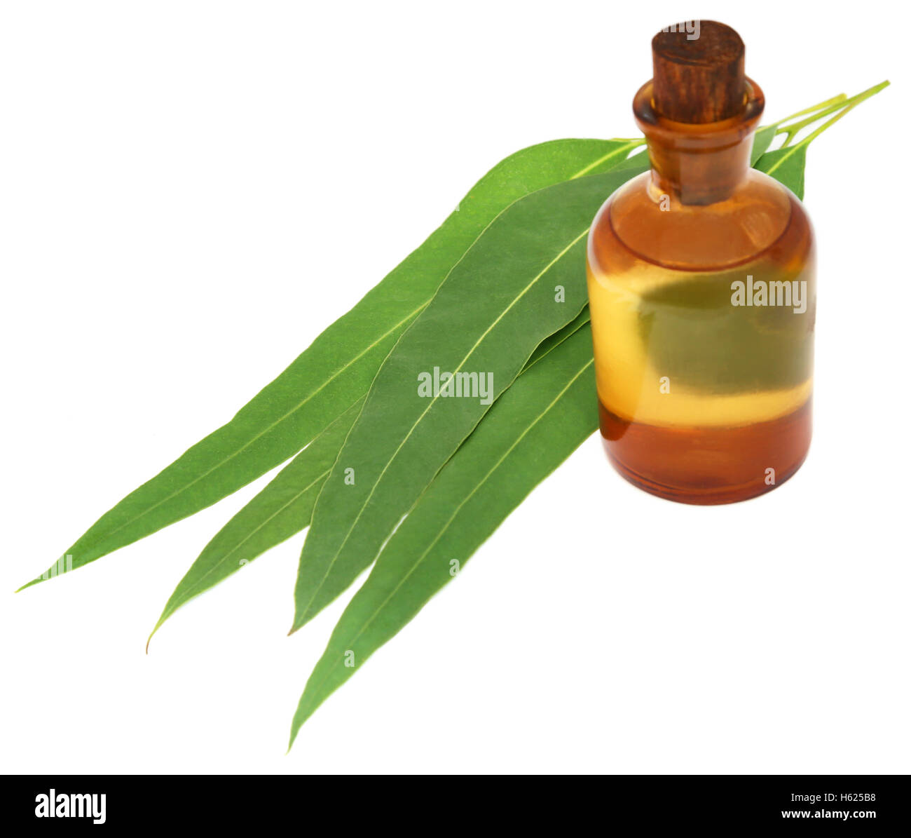 Eucalyptus oil hi-res stock photography and images - Alamy