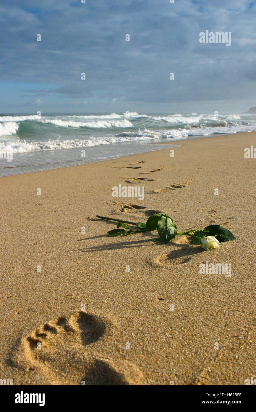 Withered white rose on the empty beach in Portugal Stock Photo - Alamy