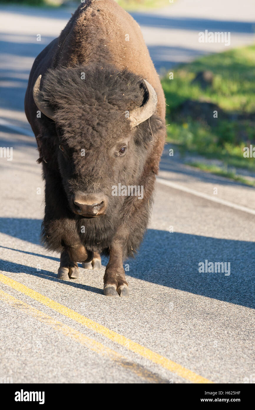 Lonely bison on the road in Yellowstone National Park, Wyoming, USA ...
