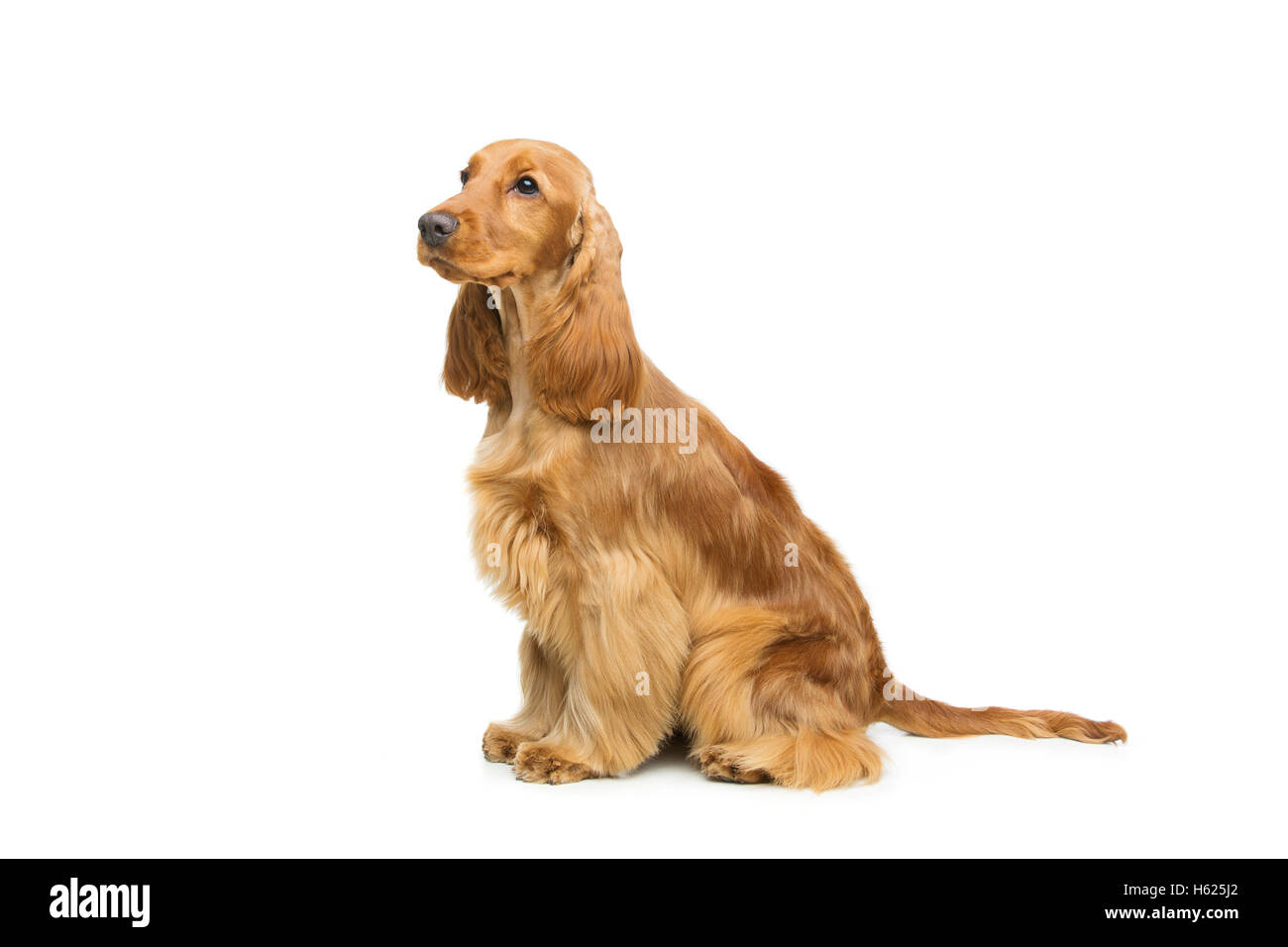 Beautiful English Cocker Spaniel Stock Photo - Alamy