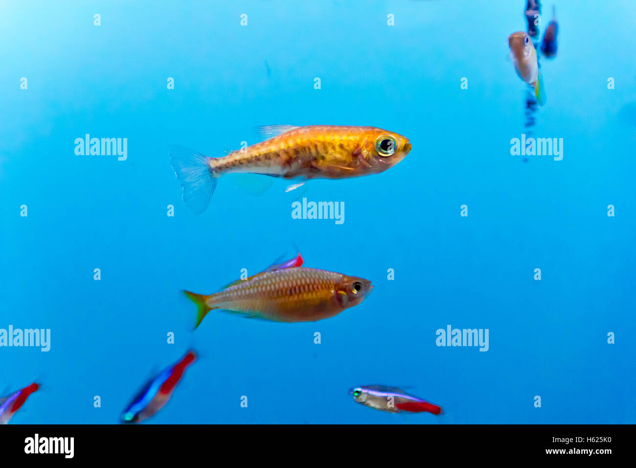 Photo of aquarium fish in blue water Stock Photo - Alamy