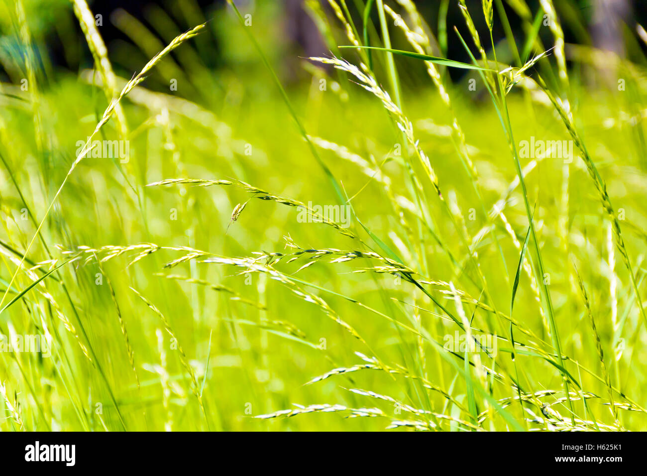 Summer picture of green saturate grass texture Stock Photo - Alamy