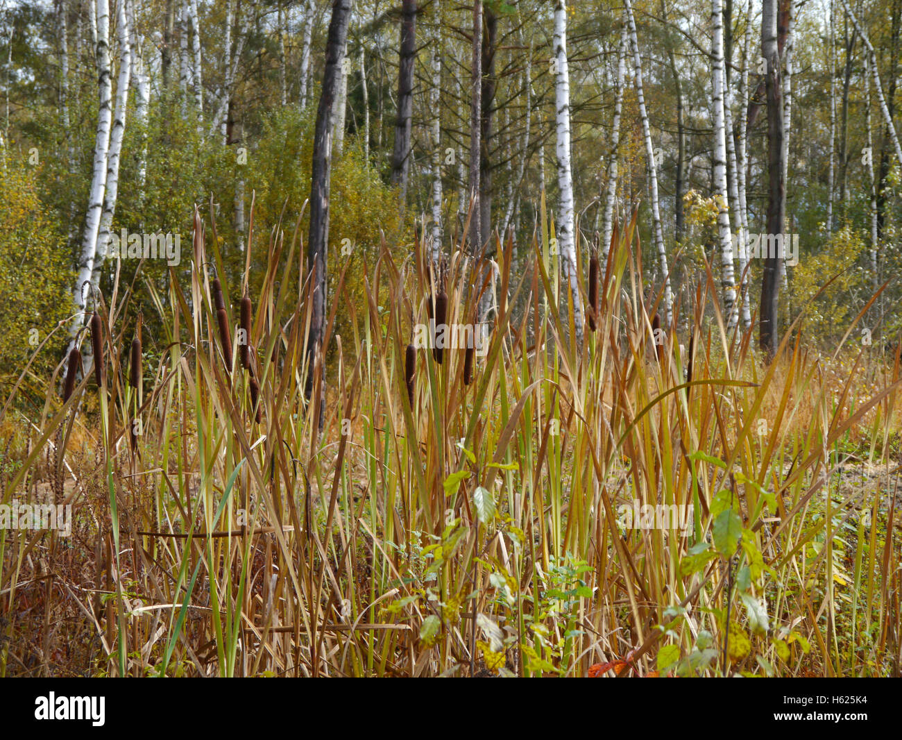 Bulrush leaf hi-res stock photography and images - Alamy