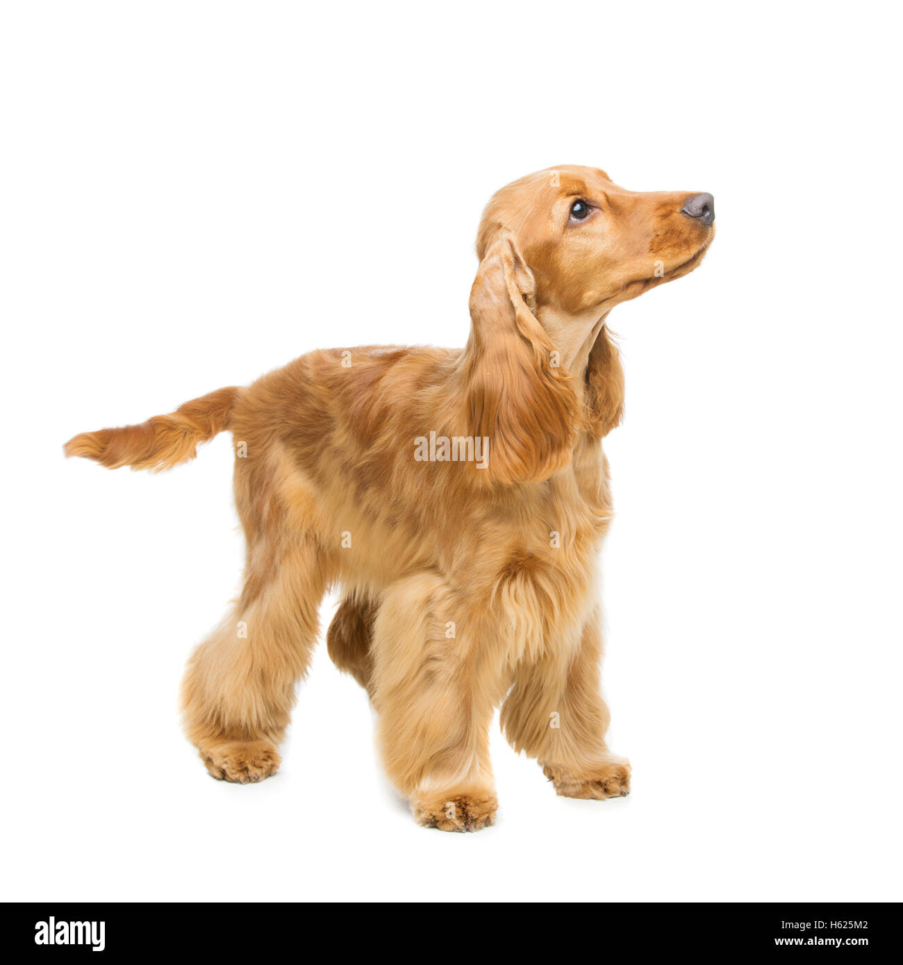 Beautiful English Cocker Spaniel Stock Photo - Alamy