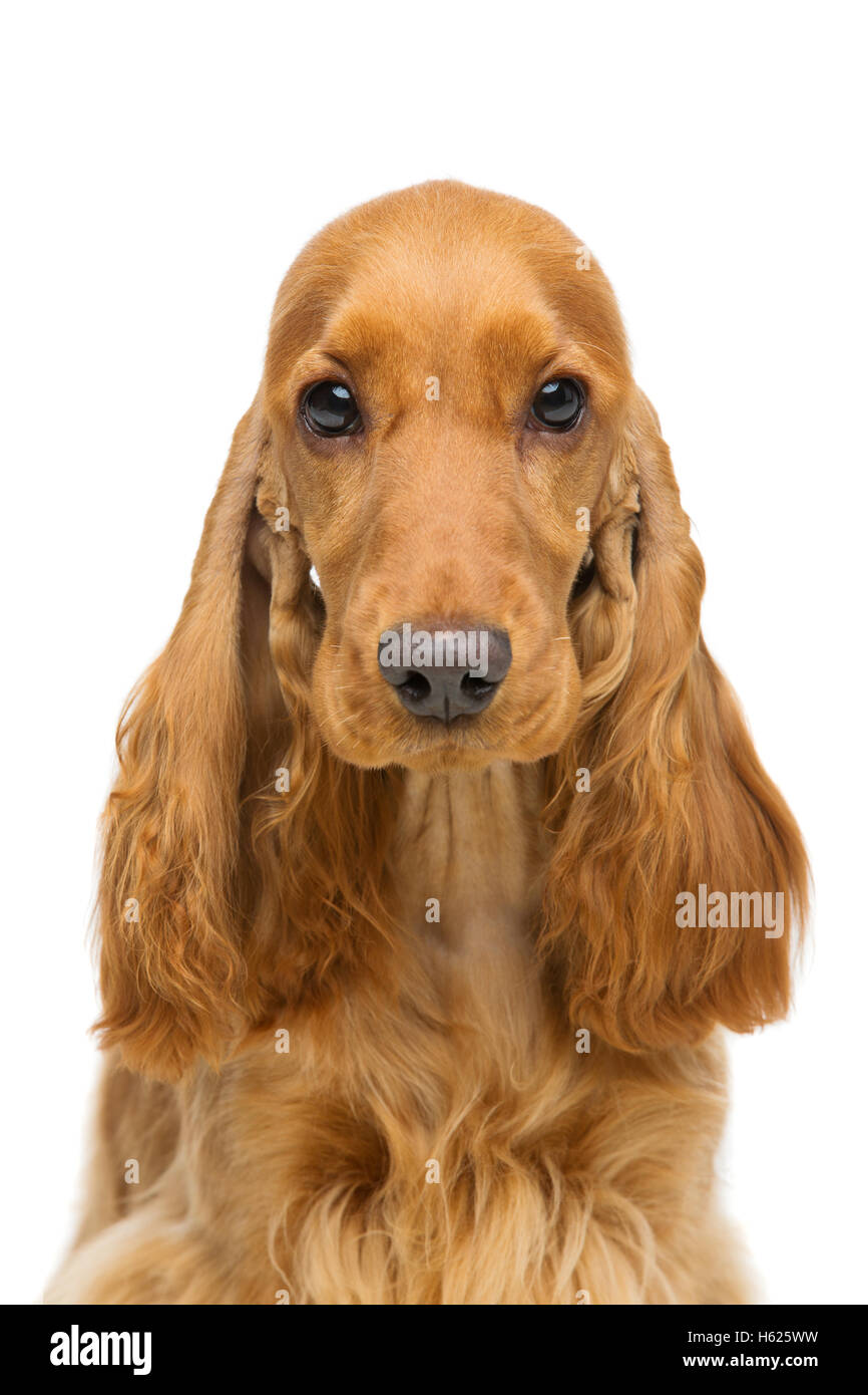 Beautiful young cocker spaniel Stock Photo - Alamy