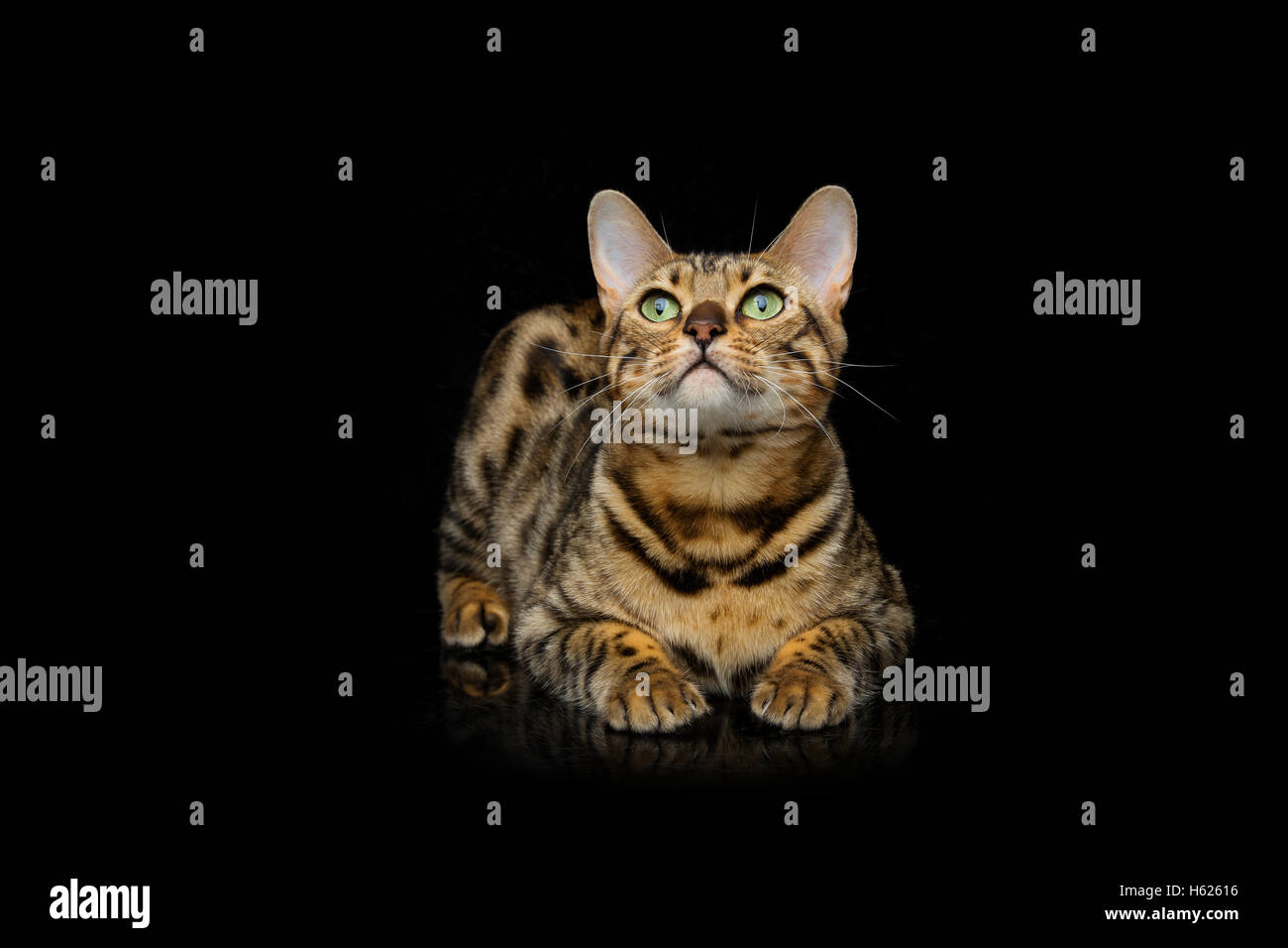 Beautiful bengal cat Stock Photo - Alamy