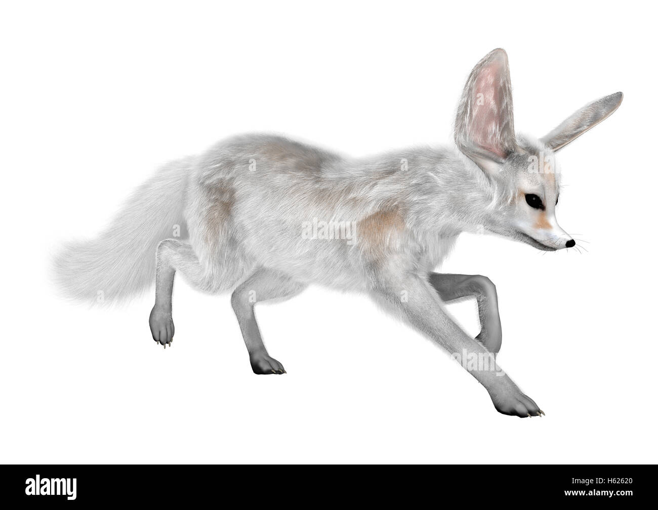 3D rendering of a fennec fox isolated on white background Stock Photo ...