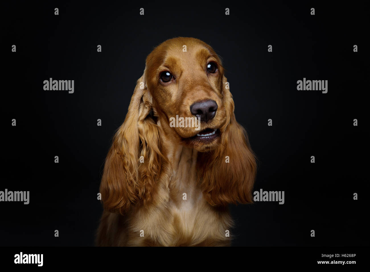 Beautiful young cocker spaniel Stock Photo - Alamy