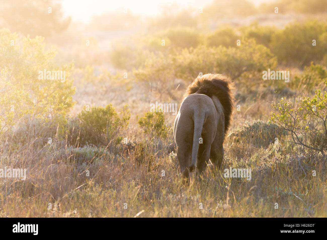 Roaring lion portrait hi-res stock photography and images - Alamy