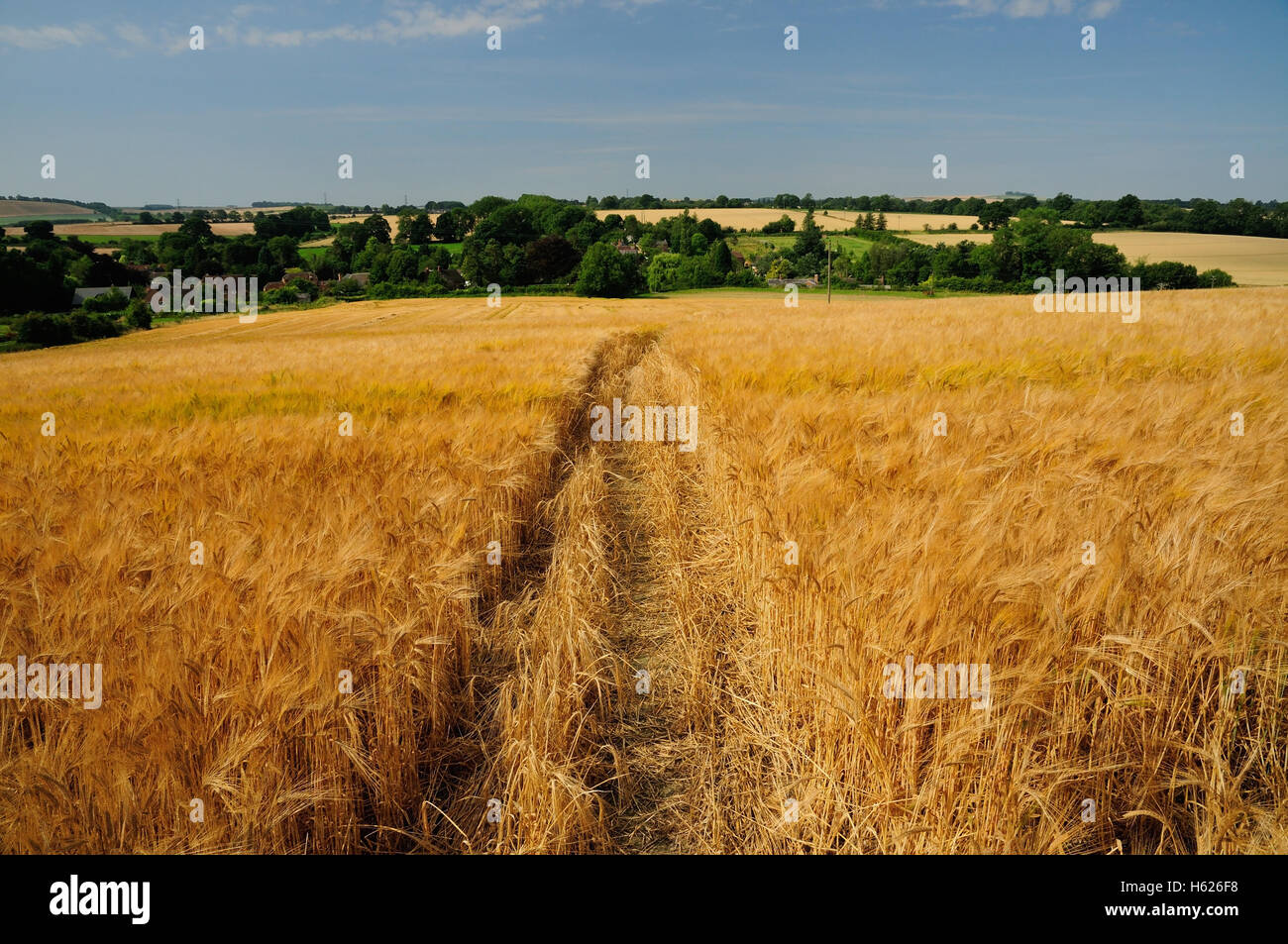 Public footpath field crop farmland hi-res stock photography and images ...