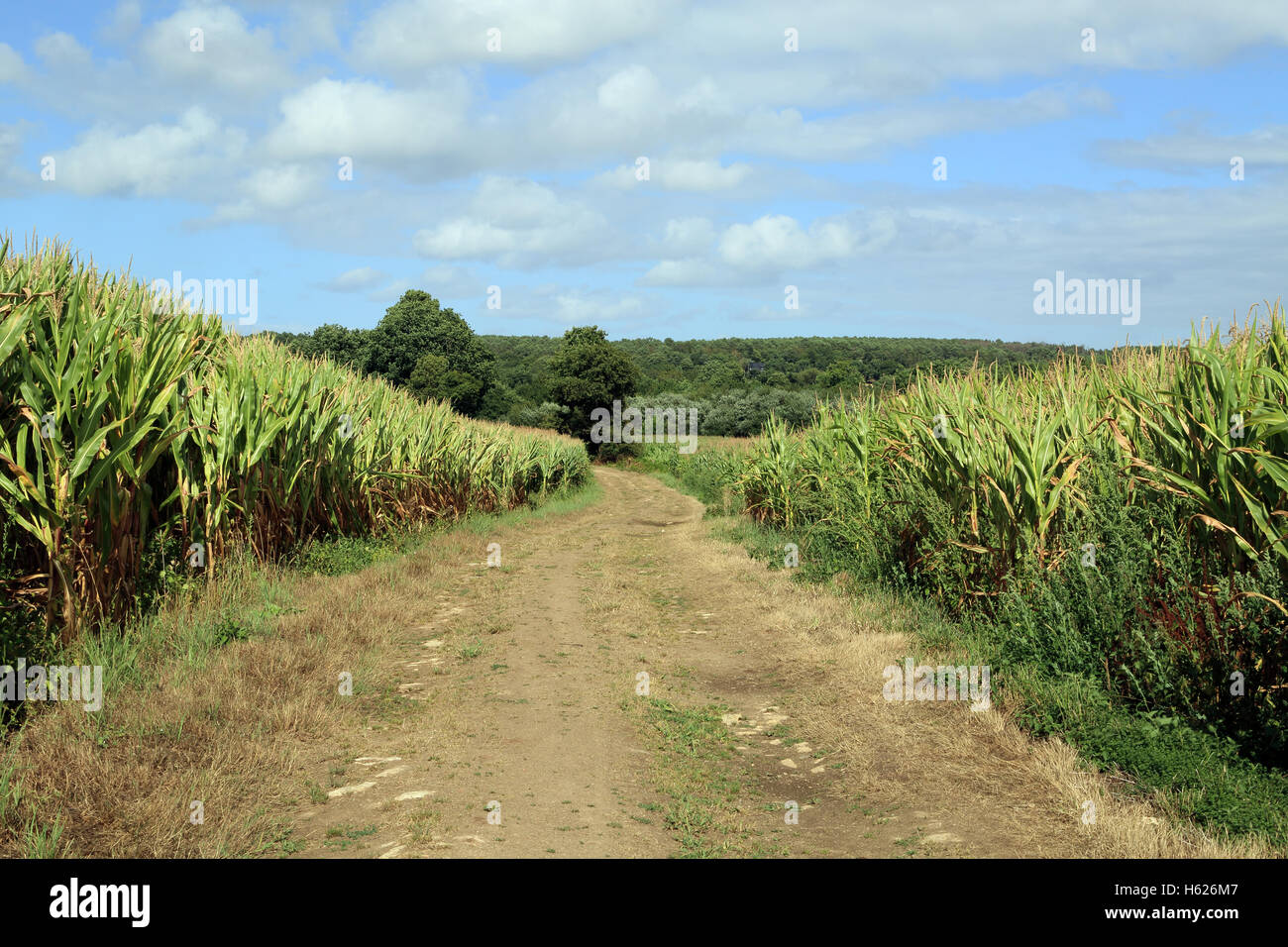 Maize maze footpath hi-res stock photography and images - Alamy