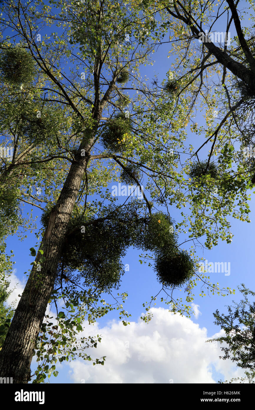 mistletoe hanging from tree from footpath near Er goua, Meucon ...