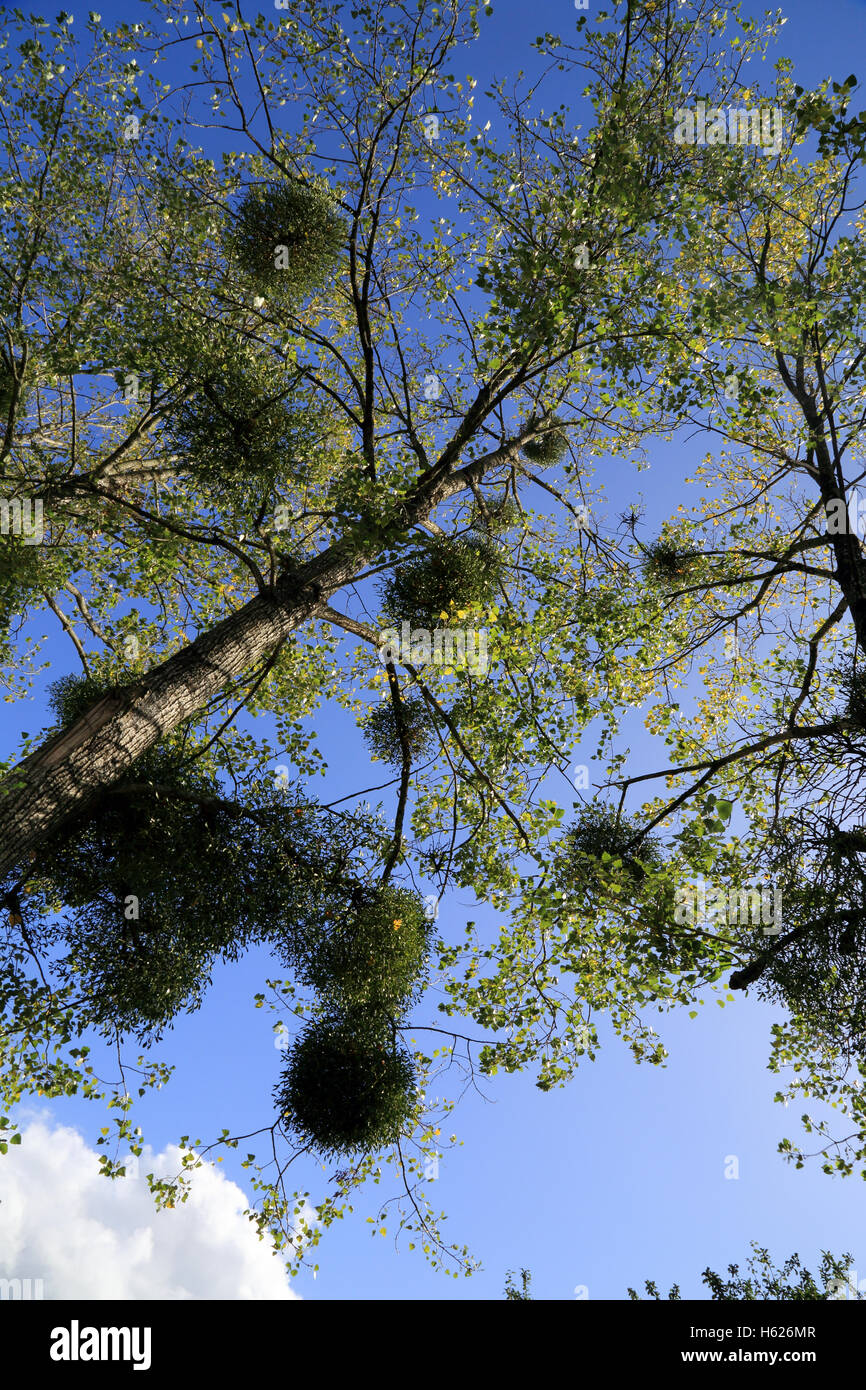 mistletoe hanging from tree from footpath near Er goua, Meucon ...