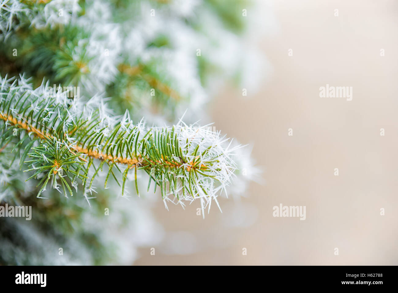 branches of Christmas fir-tree with rim frost in winter forest, close ...