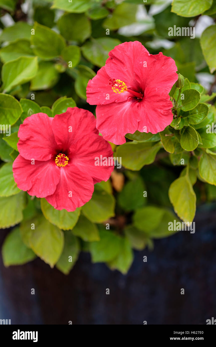 Red Hibicus flowers Stock Photo - Alamy