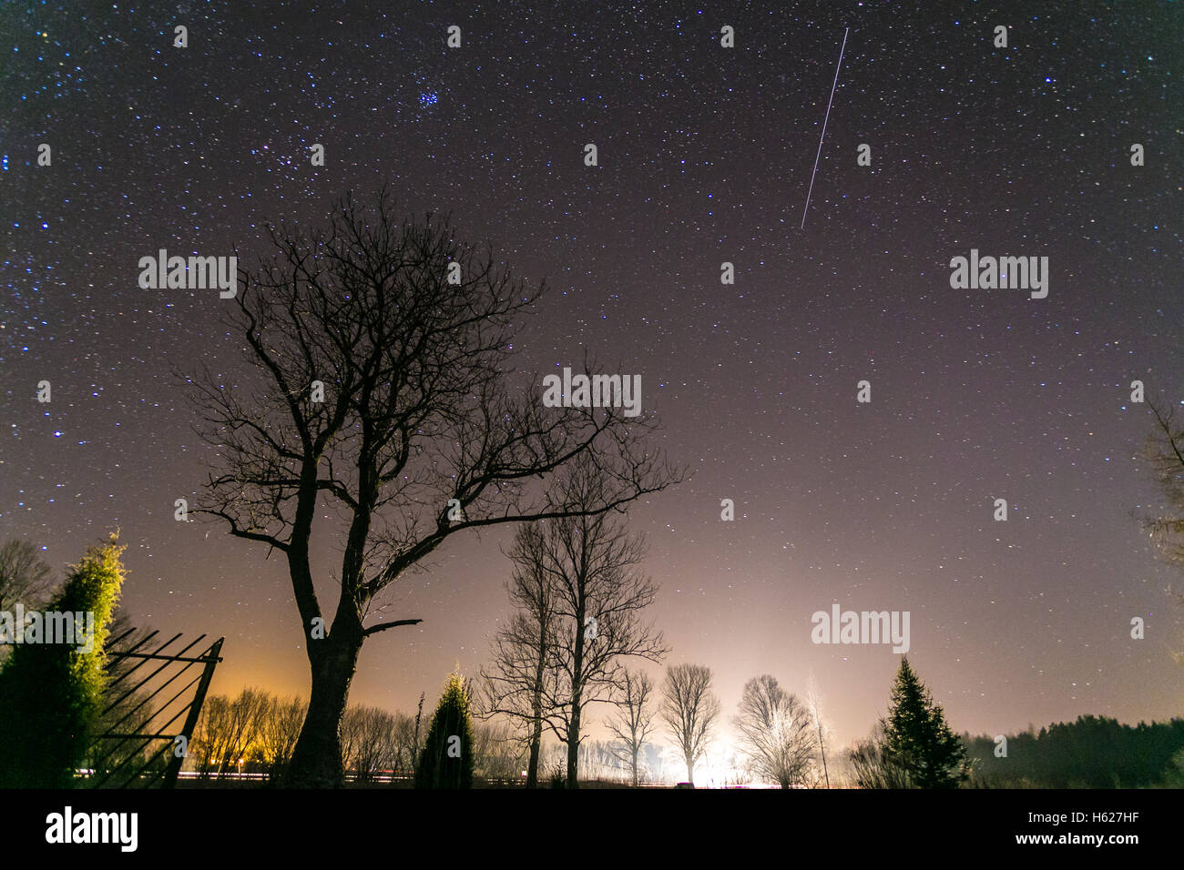 Night tree hi-res stock photography and images - Alamy