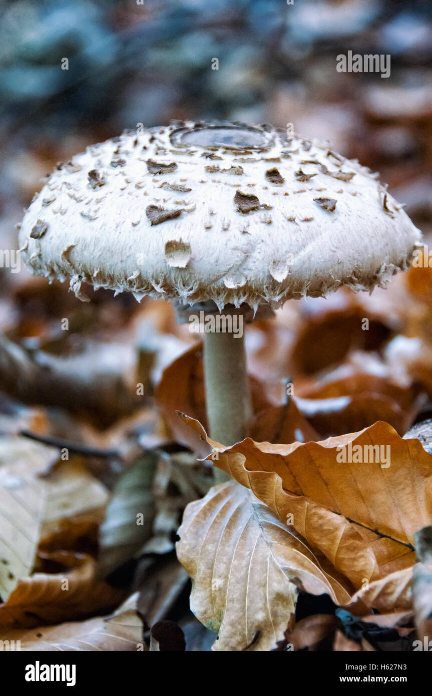 Parasol mushroom (Macrolepiota procera) in fall Stock Photo - Alamy