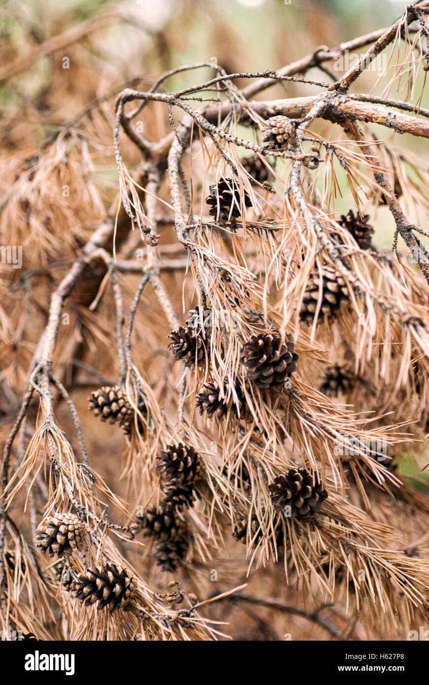 Pine cones on the ground close up hi-res stock photography and images ...