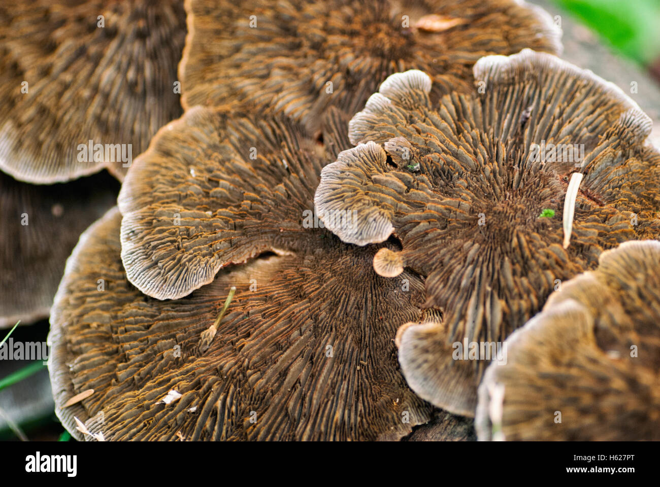 Brown cluster of fungi hi-res stock photography and images - Alamy