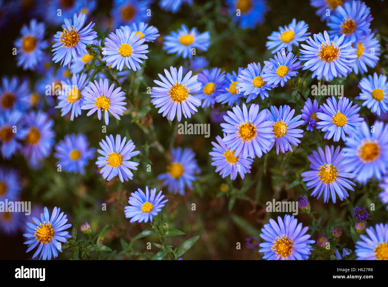 Little blue flowers in fall Stock Photo - Alamy