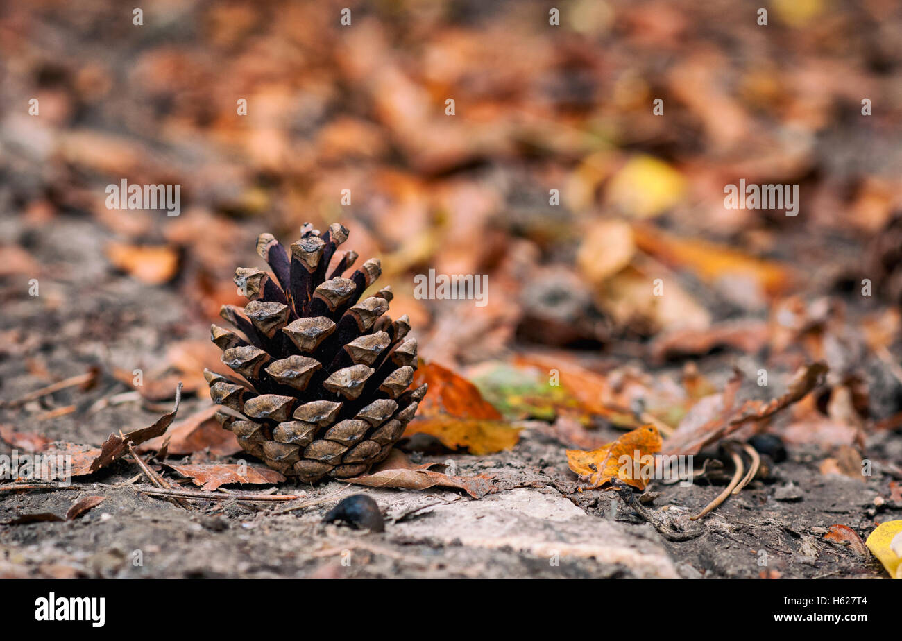 Coniferous cone hi-res stock photography and images - Alamy