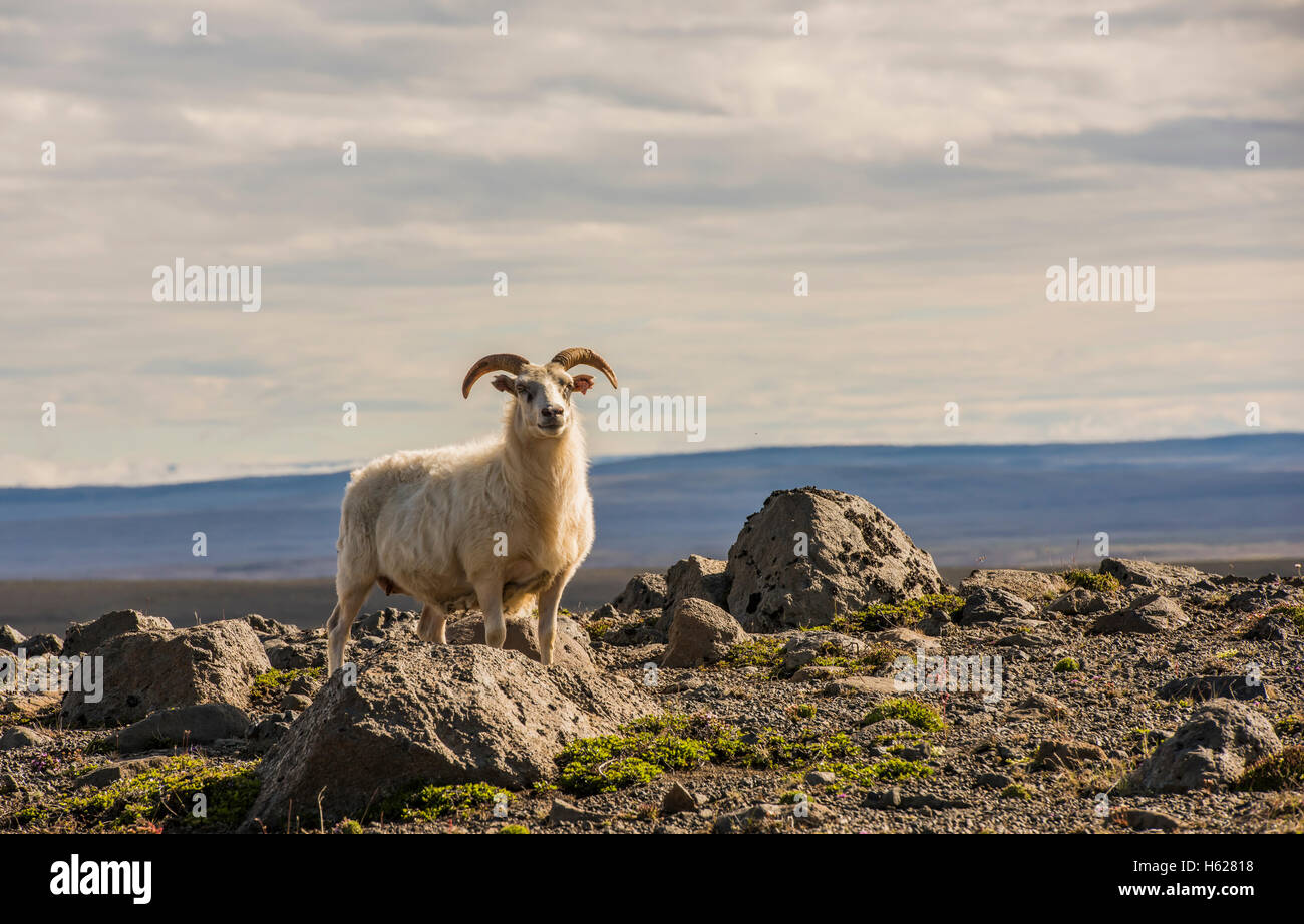 Sheep with horns and earmark in the volcanic mountains on Iceland Stock ...