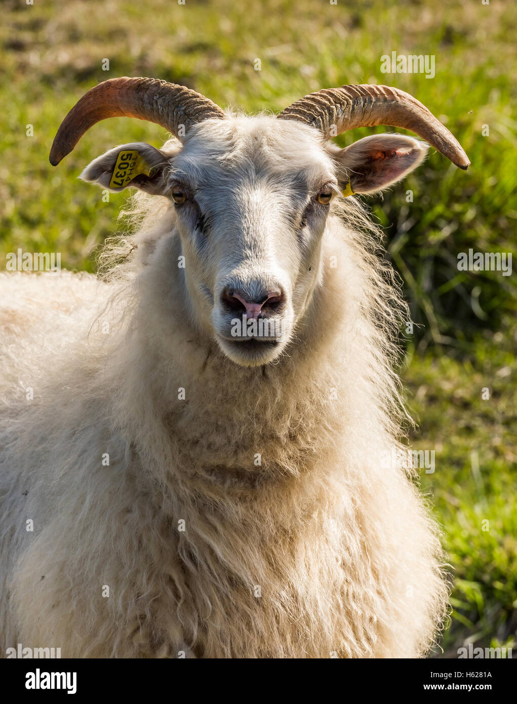 Sheep with horns and earmark on Iceland Stock Photo - Alamy