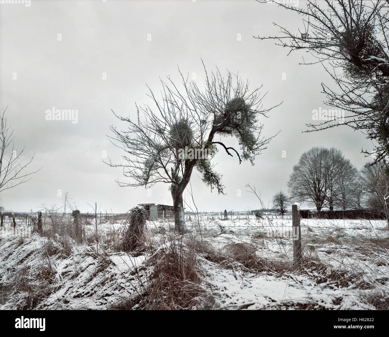 Mistletoe winter tree hi-res stock photography and images - Alamy
