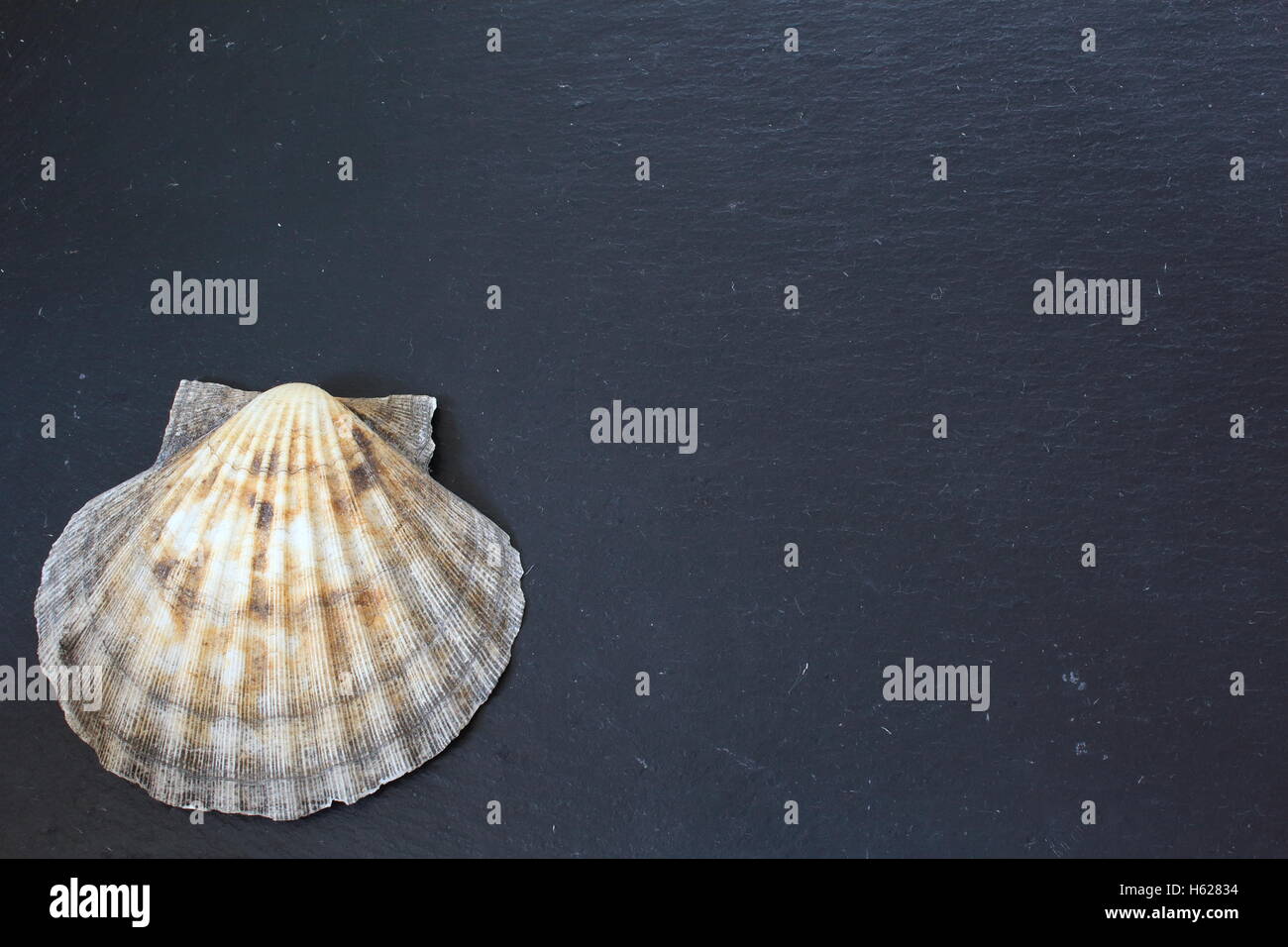 scallop shell on a slate plate Stock Photo - Alamy