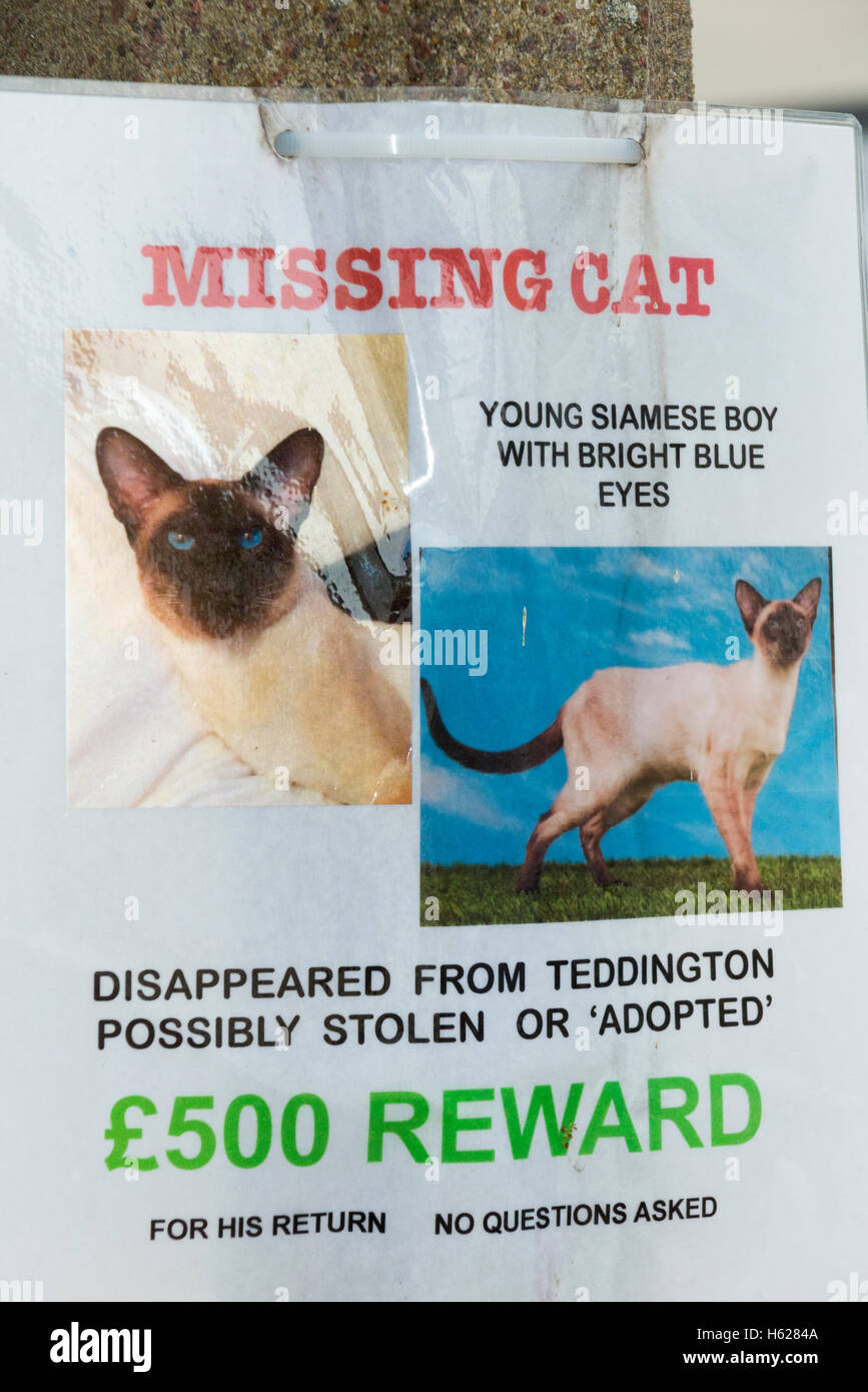 Cat lost reward High Resolution Stock Photography and Images - Alamy