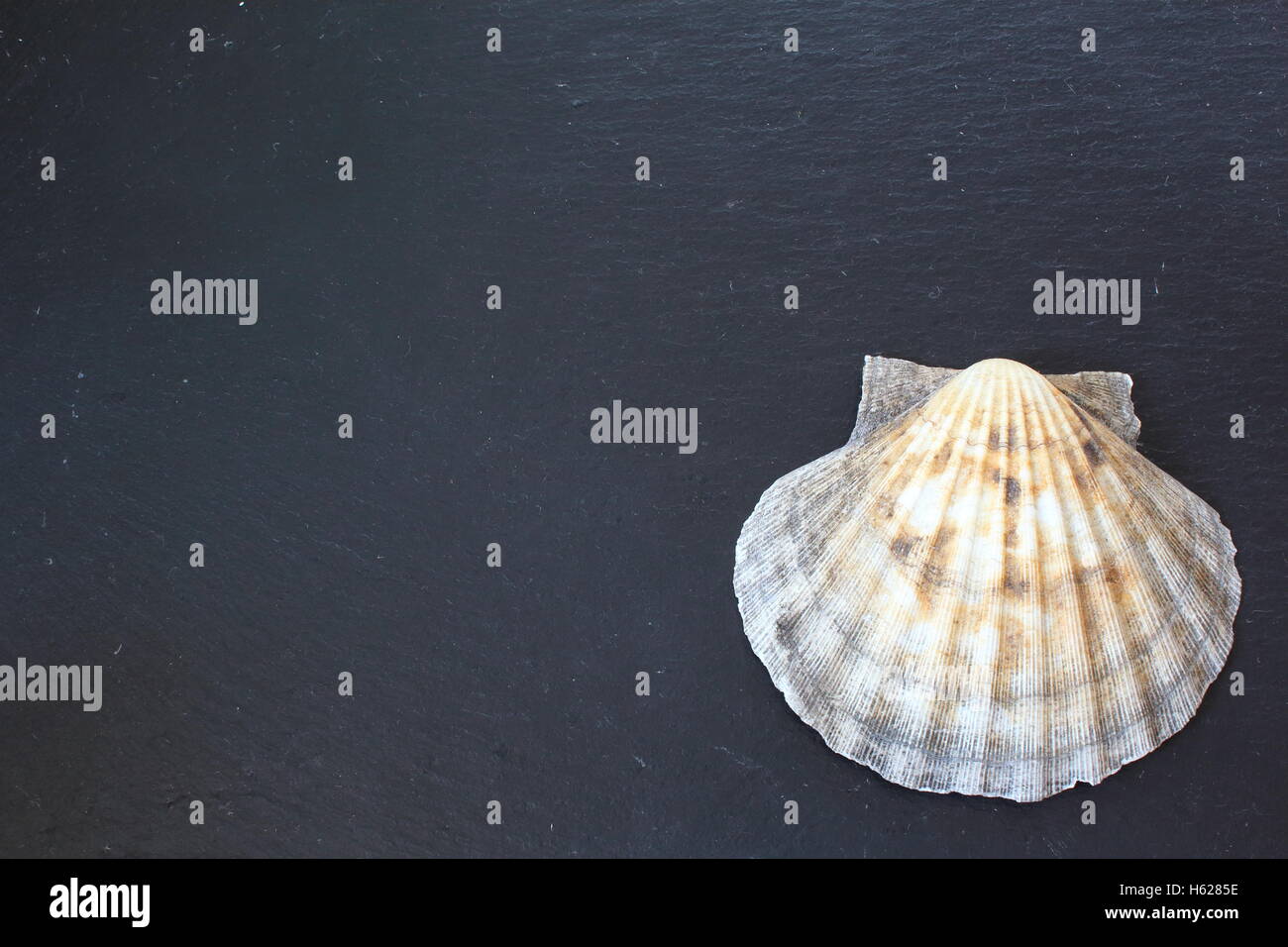 scallop shell on a slate plate Stock Photo - Alamy