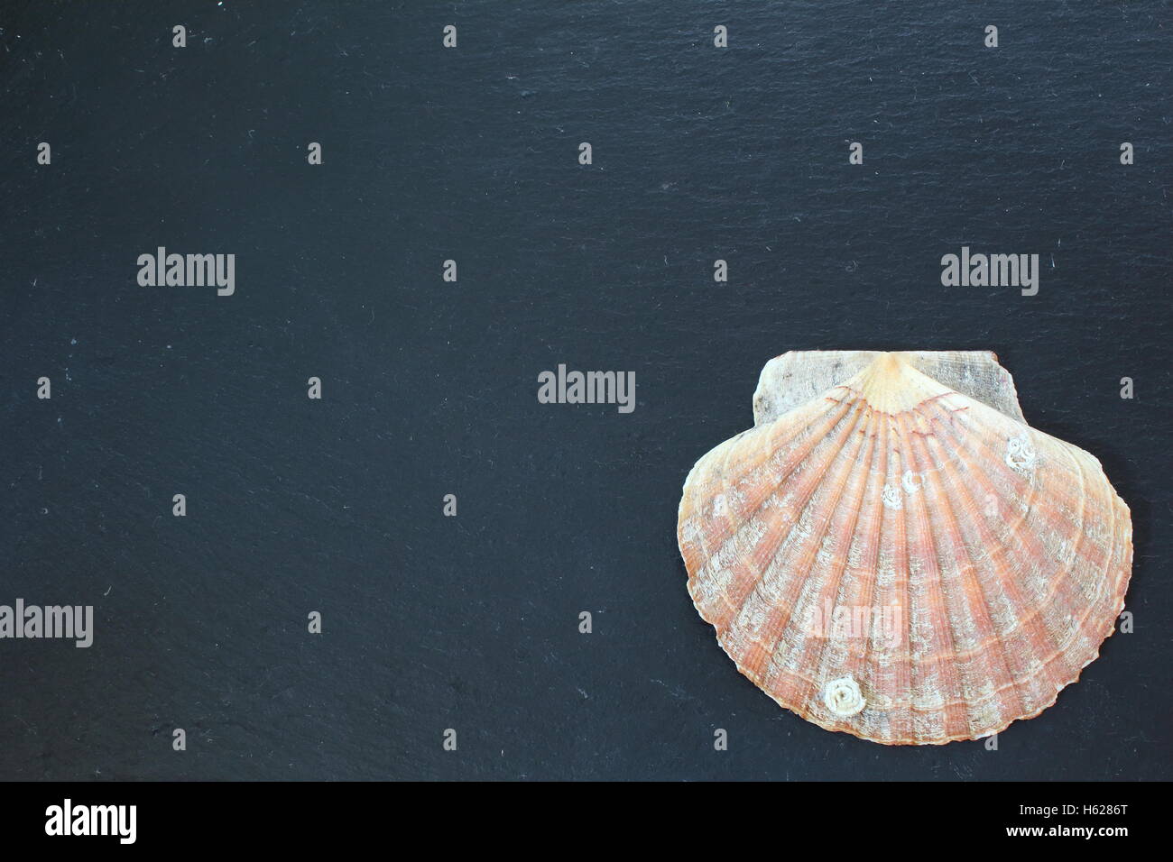 scallop shell on a slate plate Stock Photo - Alamy
