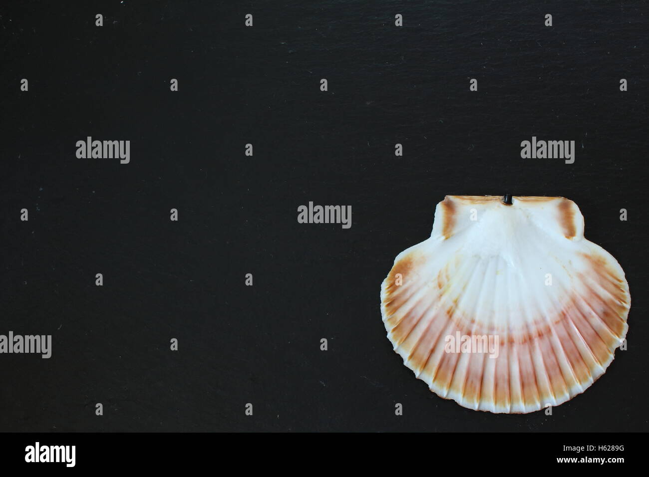 scallop shell on a slate plate Stock Photo - Alamy