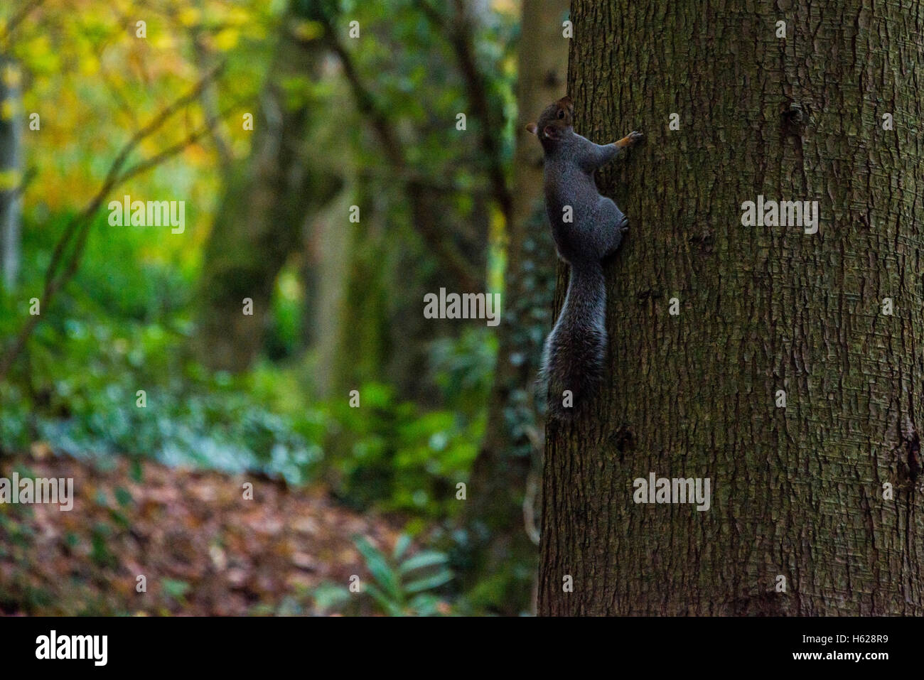 Grey squirrel tree hi-res stock photography and images - Alamy