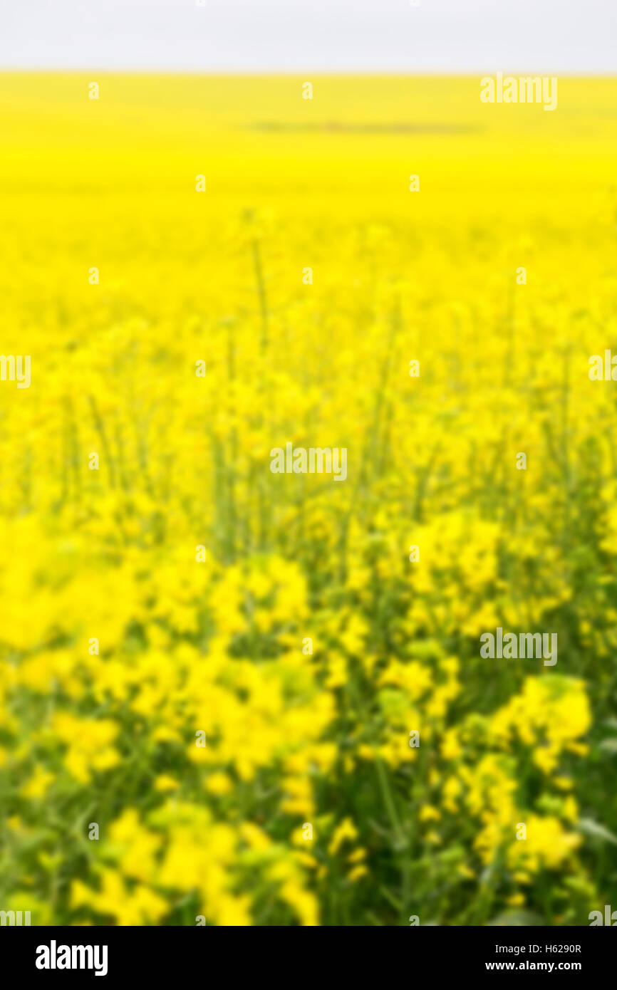 blur in south africa close up of the colza yellow field like texture ...