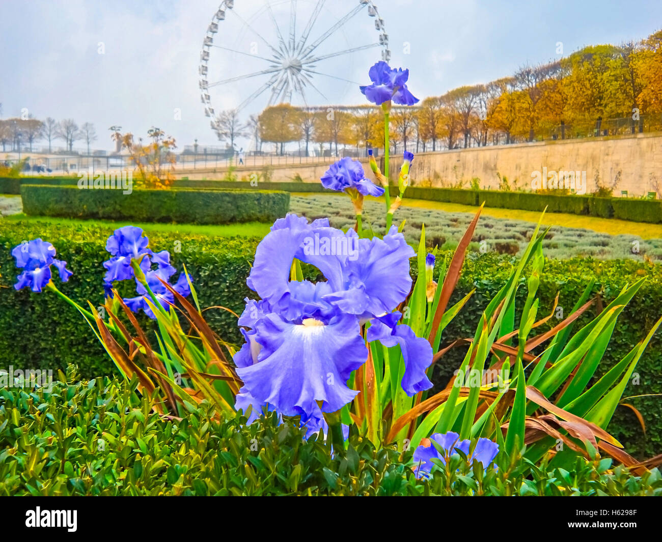 these beautiful flowers (irises) grow in the tuileries gardens in paris ...