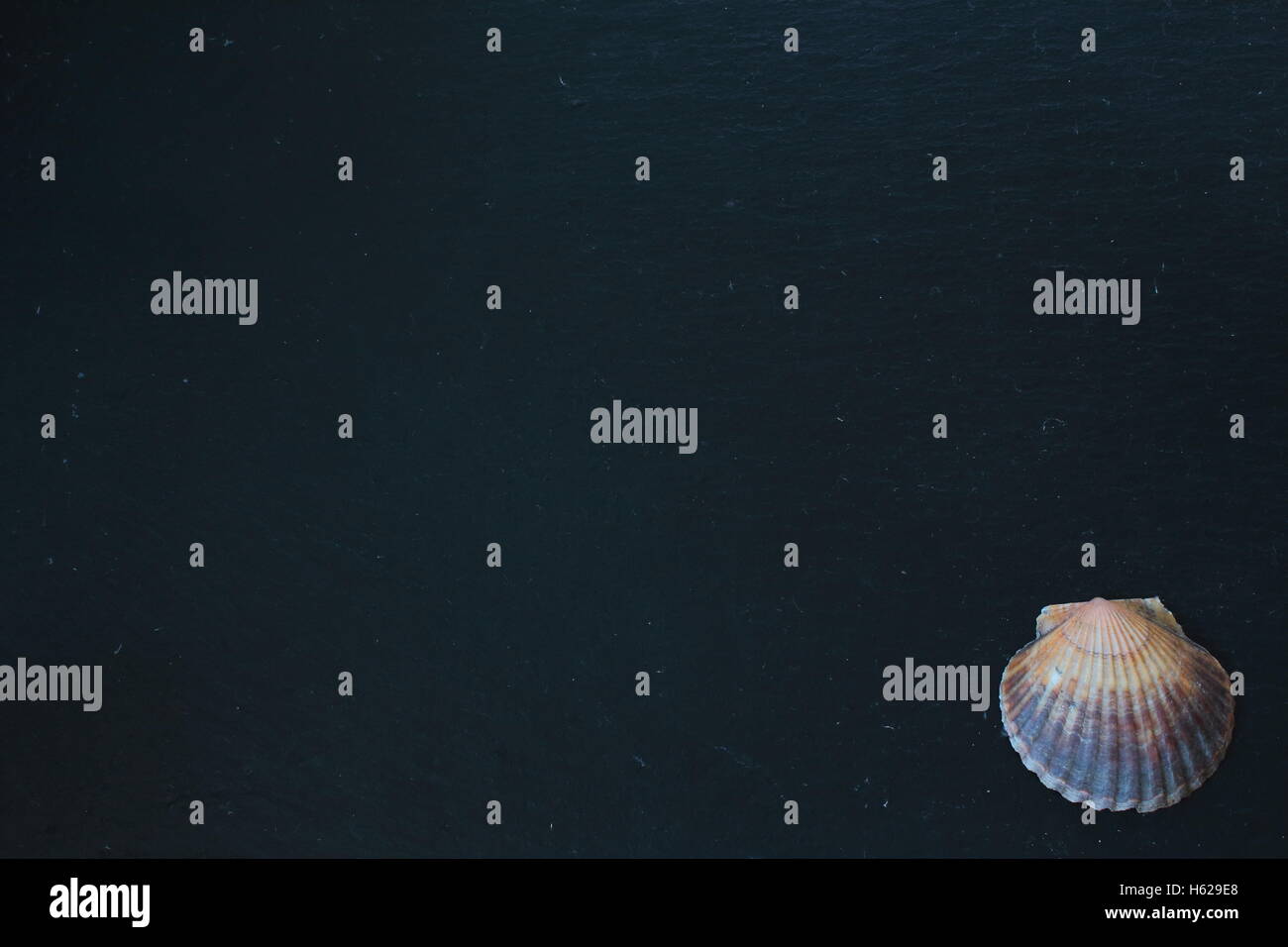 scallop shell on a slate plate Stock Photo - Alamy