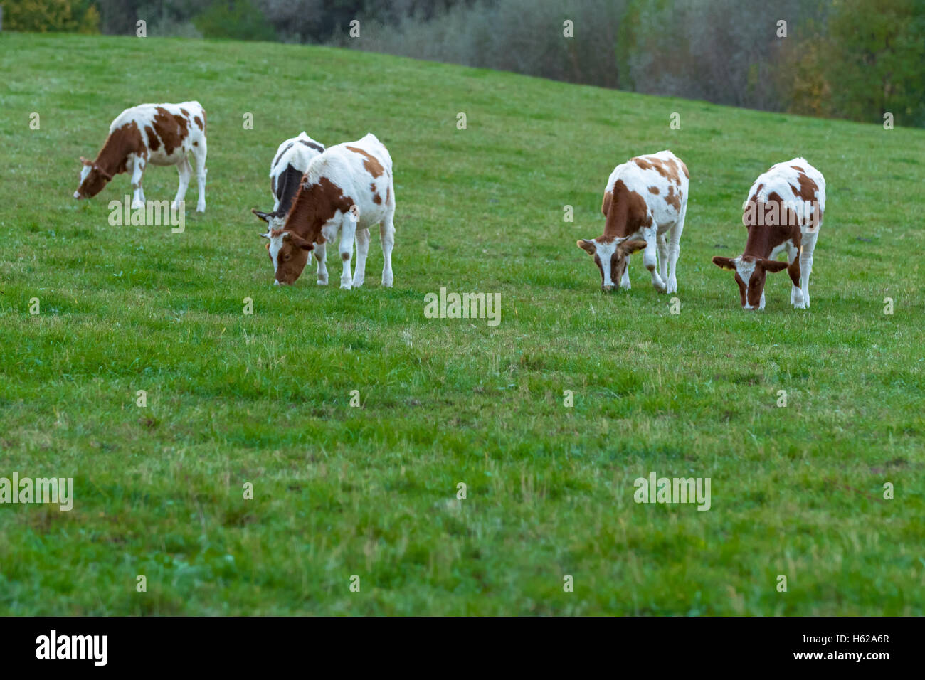 Five cows hi-res stock photography and images - Alamy