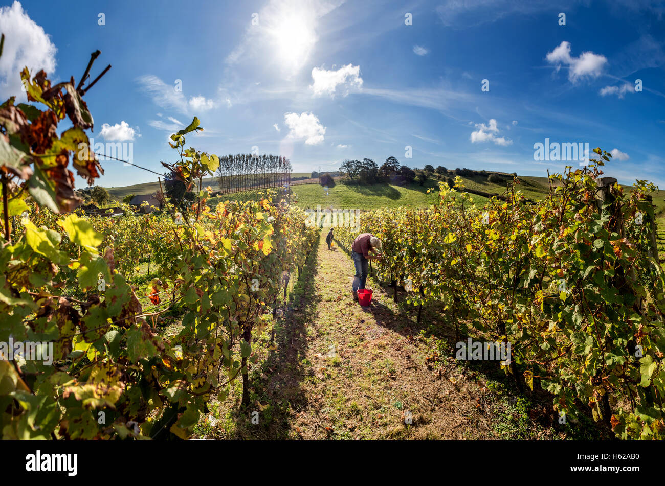Volunteer grape-pickers at the Breaky Bottom vineyard, near Lewes in ...