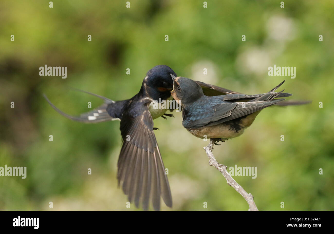 A Baby Swallow (Hirundo rustica) being fed by a parent in flight Stock ...
