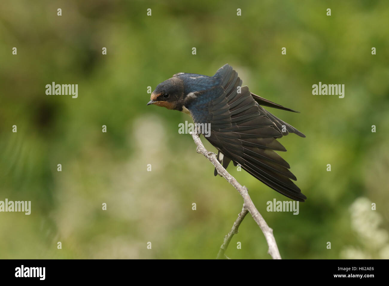 Baby Swallow (Hirundo rustica) having a stretch Stock Photo - Alamy