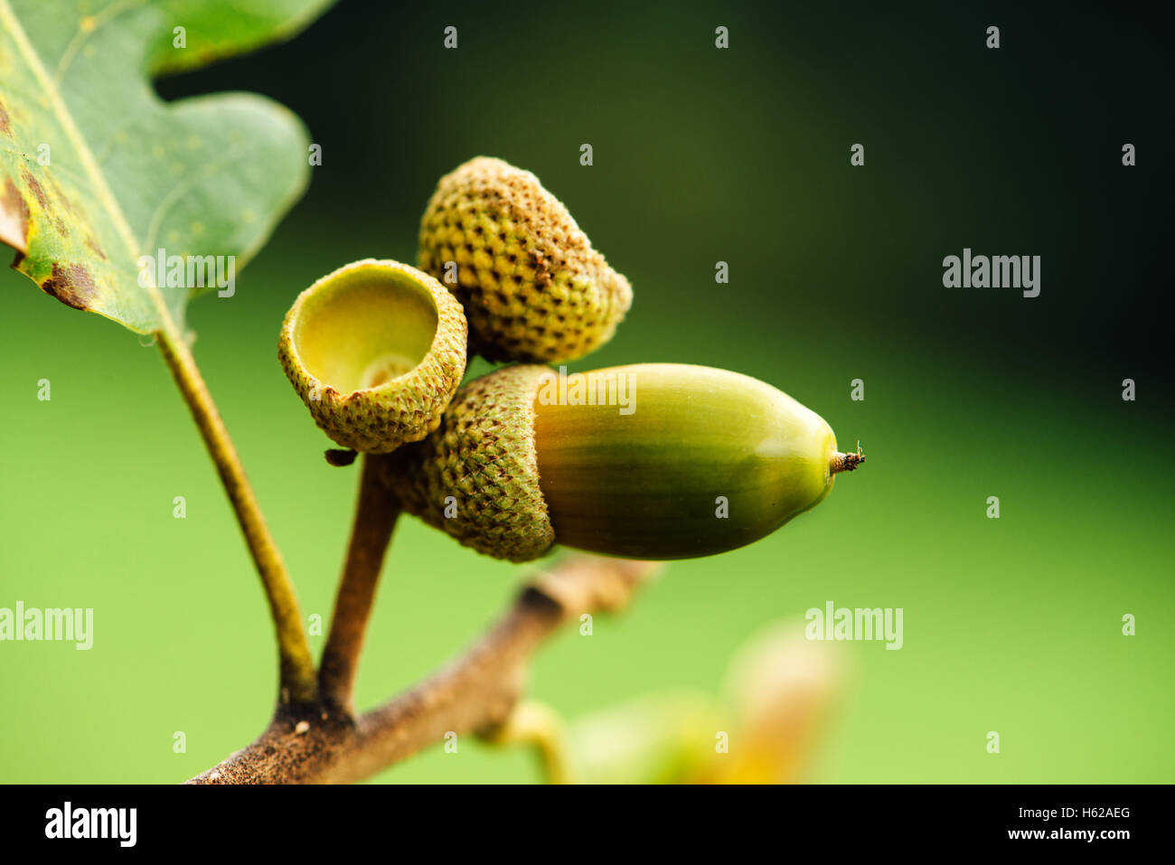 Acorn oak tree hi-res stock photography and images - Alamy