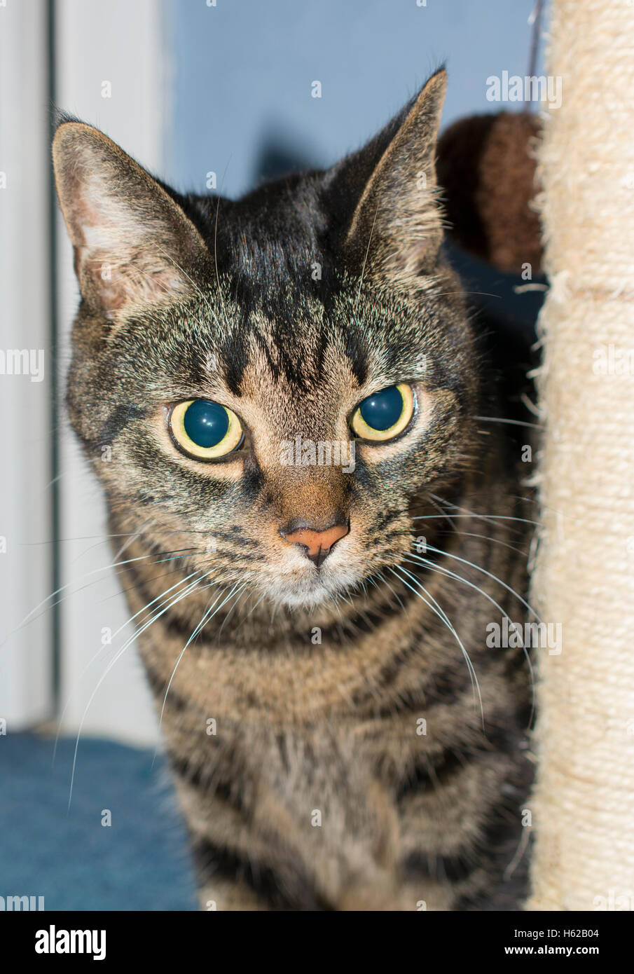 Mackerel cat hi-res stock photography and images - Alamy