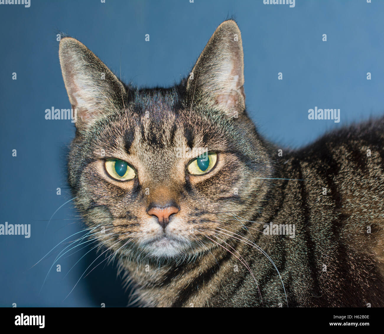 Mackerel cat hi-res stock photography and images - Alamy