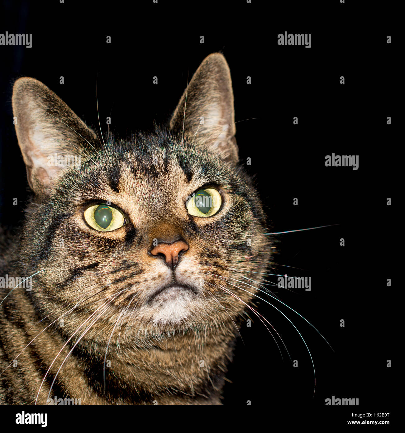 Mackerel cat hi-res stock photography and images - Alamy