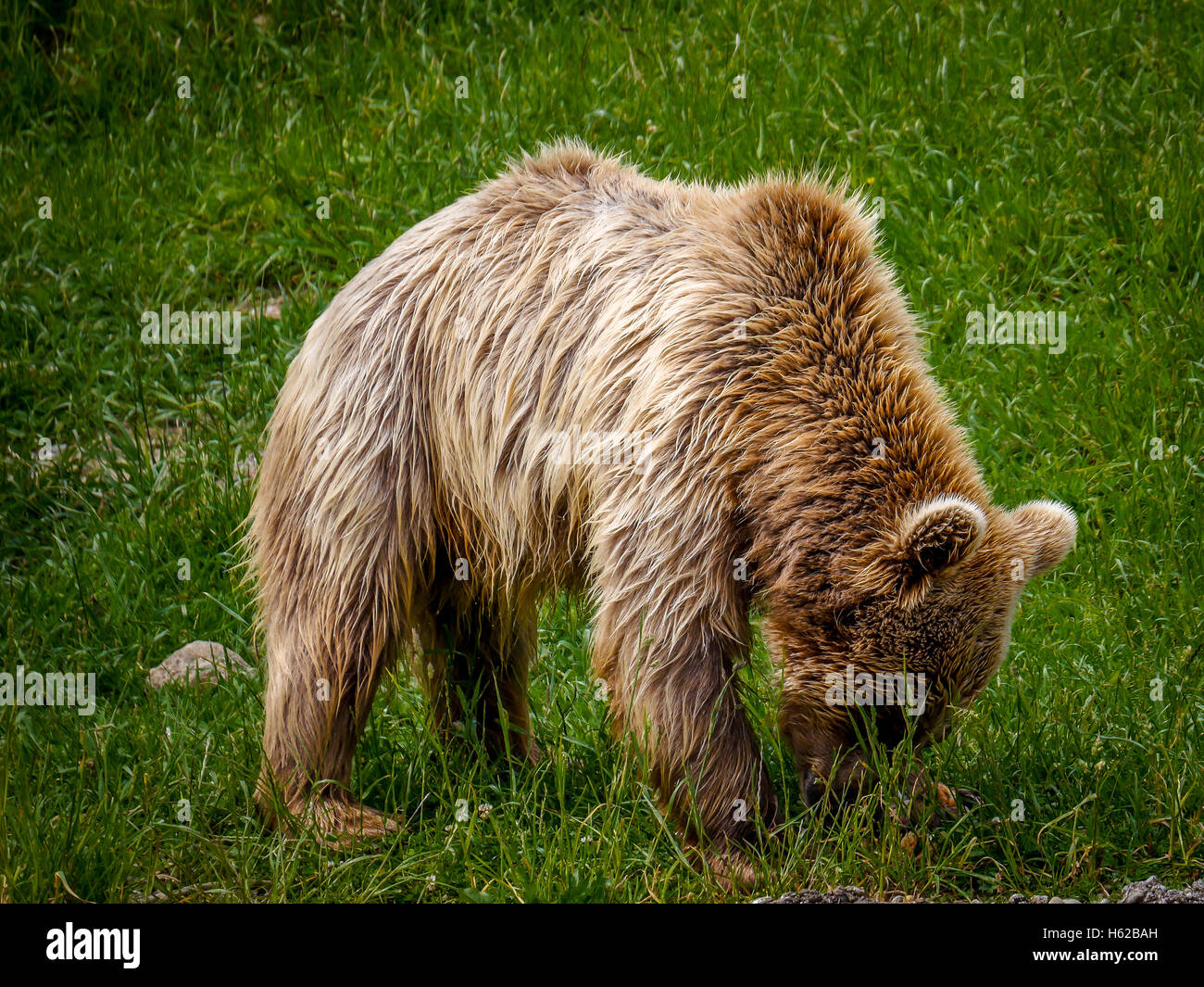 Brown bear wandering on the Alps Stock Photo - Alamy