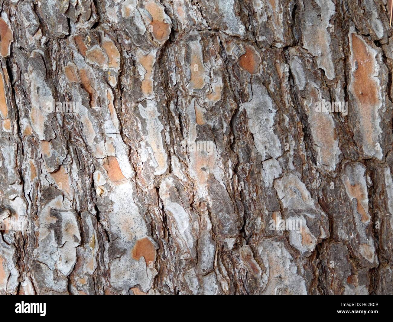 Texture of tree trunk Stock Photo - Alamy