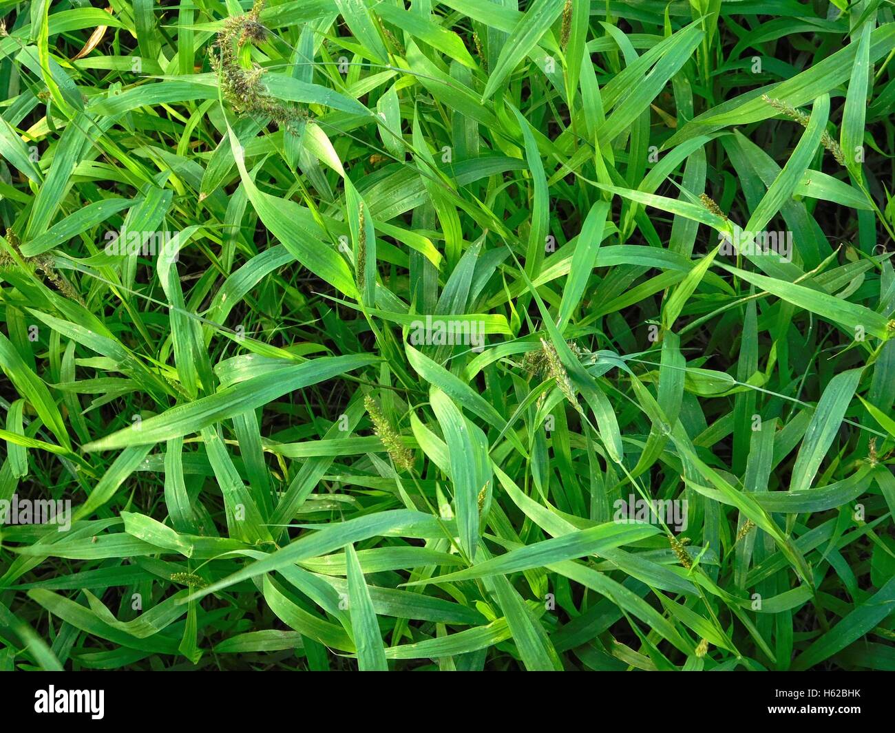 Texture of plants Stock Photo - Alamy
